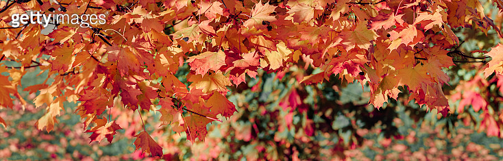 Colorful autumn leaves of maple tree with shallow focus. Fall blurred ...