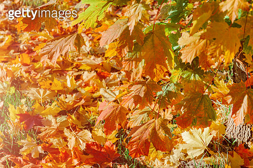 Colorful autumn leaves of maple tree with shallow focus. Free space for ...