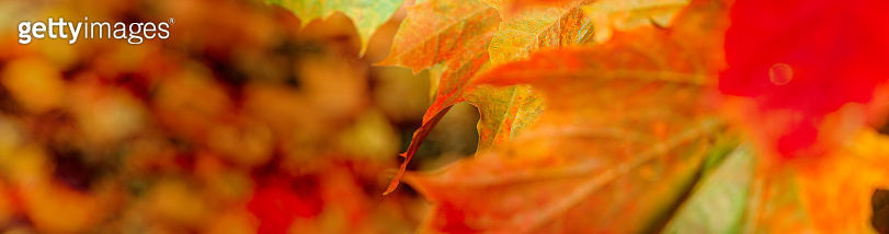 Colorful autumn leaves of maple tree with shallow focus. Fall blurred ...
