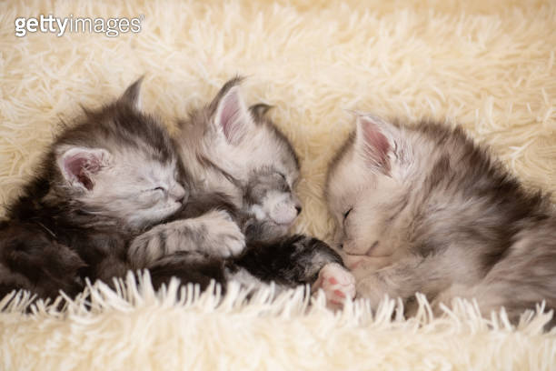 Adorable gray kittens sleeping together under cosy blanket 이미지 ...