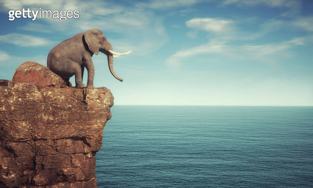 Elephant sitting on a rock cliff admiring the ocean. Aspirations ...