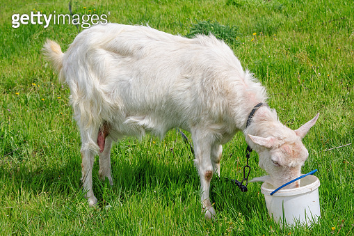 White domestic goat drinking water from the bucket (1339689689) - 게티이미지뱅크