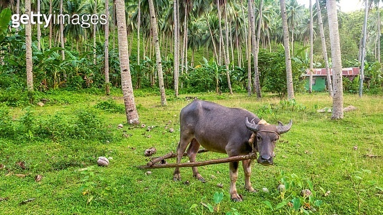 A young carabao (Bubalus bubalis), a water buffalo native to the ...