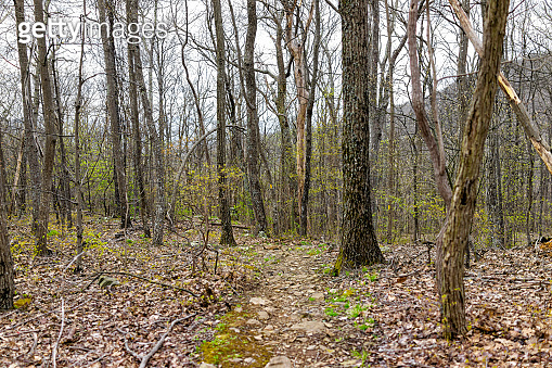 Hiking hike nature trail by Devil's Knob overlook with woods forest in ...