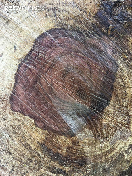 Cross section of tree trunk with light and dark colors 이미지 (1314254166 ...