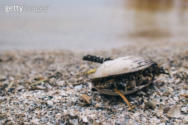 Close-up of a clam shell containing smaller shells. Texture. Wildlife ...