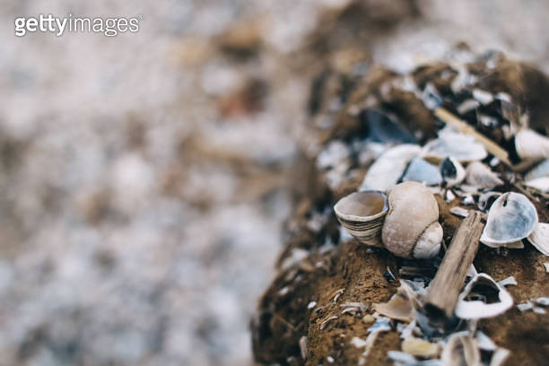 Close-up of a clam shell containing smaller shells. Texture. Wildlife ...
