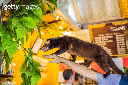 Young woman with musang coffee kopi luwak producer. Bali island ...