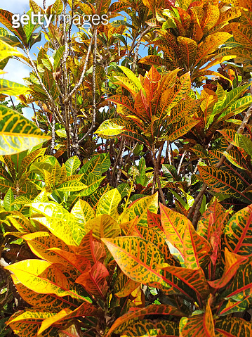 Croton Codiaeum variegatum tropical plant with colorful leaves in a ...