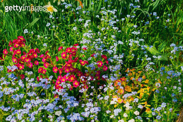 A beautiful flowerbed with overgrown colorful flowers in spring, a ...