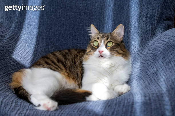 Beautiful Norwegian forest cat on the blue sof,a at home 이미지 ...