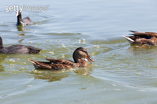 ducks in their natural habitat 이미지 (1319393037) - 게티이미지뱅크
