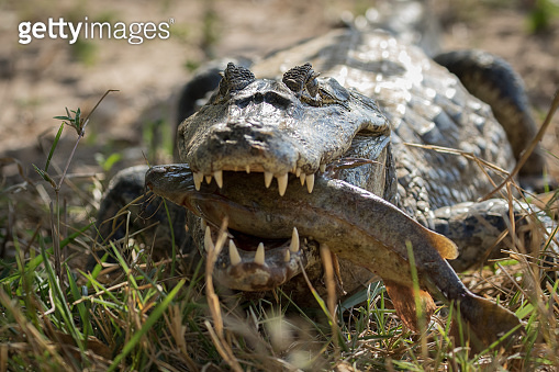 Caiman eating fish 이미지 (1304400812) - 게티이미지뱅크