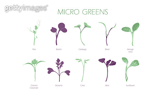 Micro greens, young vegetables, spices, plants, herbs, raw super food ...