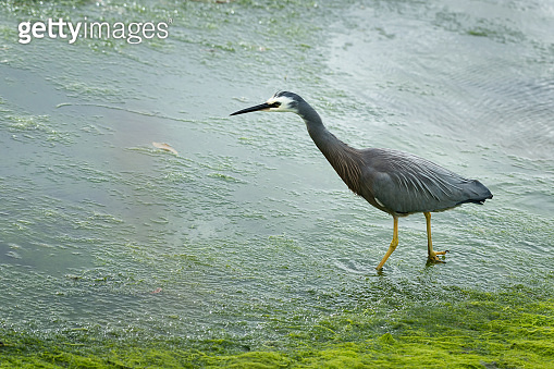 An adult white-faced heron in breeding plumage walking in the Waimanu ...