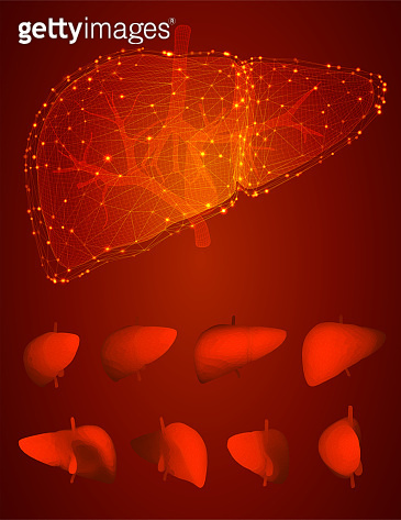 vector human liver, volumetric 3d organ for drugs and medical news ...