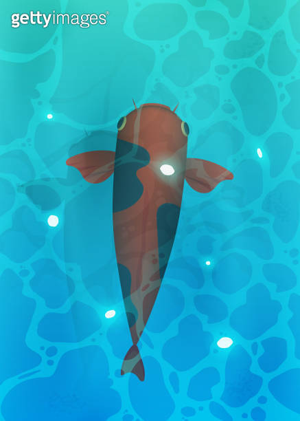 Oriental carp underwater. View from above. Turquoise surface of water ...