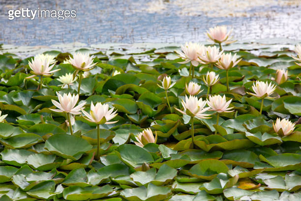 A close-up photo of lotus. Its habitat in Turkey is lake and lakesides ...