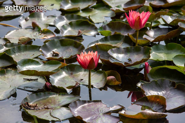 A close-up photo of lotus. Its habitat in Turkey is lake and lakesides ...