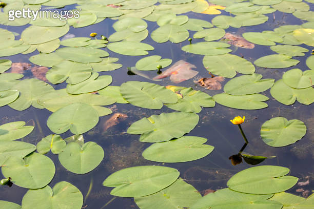 A close-up photo of lotus. Its habitat in Turkey is lake and lakesides ...