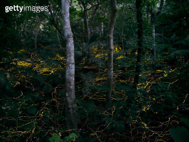 Glow of Yaeyama Hime fireflies at Ishigaki island, Okinawa, Japan ...