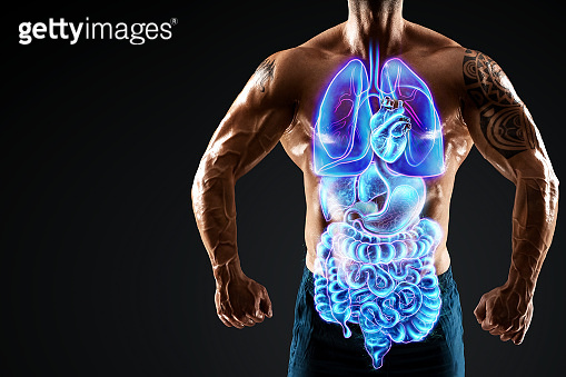 A holographic projection of a scan of human internal organs inside the ...