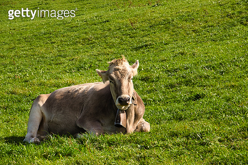 Cattle on pasture in the Alps in Bavaria and Austria 이미지 (1353385572 ...