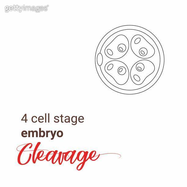 Minimalist linear illustration of a 4 cell stage embryo. Four cell ...