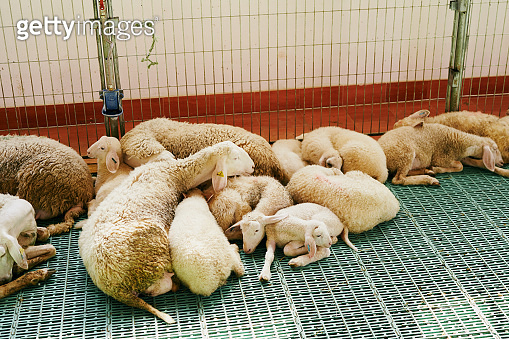 Sheared sheep sleep side by side on the floor in a indoor farm ...
