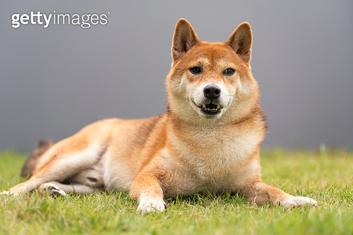 A Shiba Inu in the backyard with a gray fence. Japanese dog. 이미지 ...
