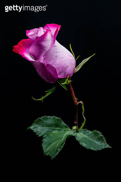 Pink and White Rose Facing Left 이미지 (1329281930) - 게티이미지뱅크