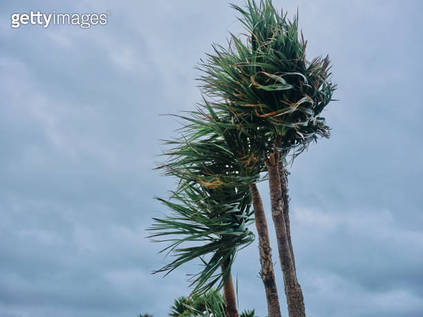 Gale force winds blowing Palm Trees at Newquay, Cornwall on a stormy ...