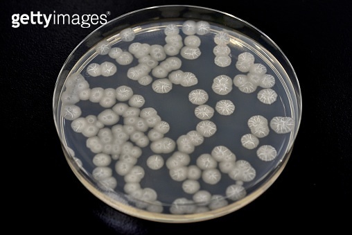 Bacterial colonies (Bacillus subtilis) (1353174677) 일러스트, 무료 일러스트 - 게티이미지뱅크