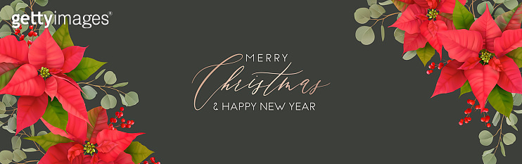 3d Realistic Poinsettia flower poster. Merry Christmas and Happy New ...