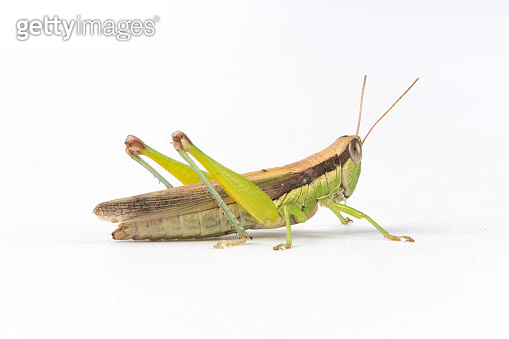 the green migratory locust isolated on white background 이미지 (1312729411 ...