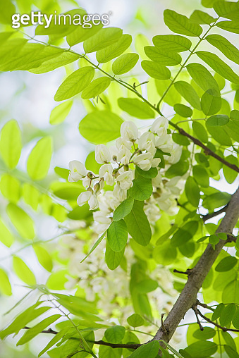 Acacia tree flowers blooming in the spring. Acacia flowers branch with ...