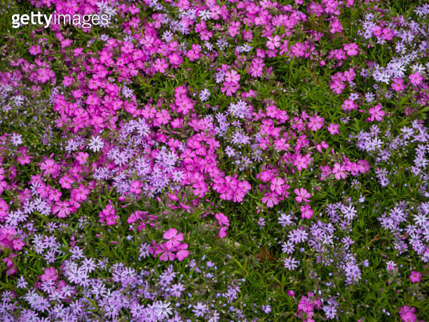 Floral background. Carpet of multicolored creeping flowers of phlox ...