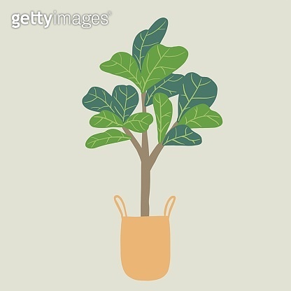 Doodle freehand sketch drawing of fiddle leaf fig tree. (1341063216 ...