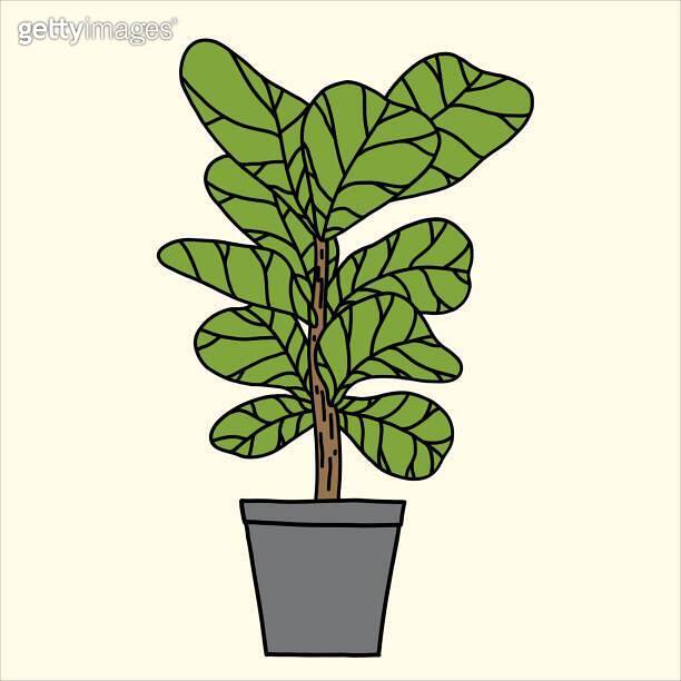 Doodle freehand sketch drawing of fiddle leaf fig tree. (1334864657 ...