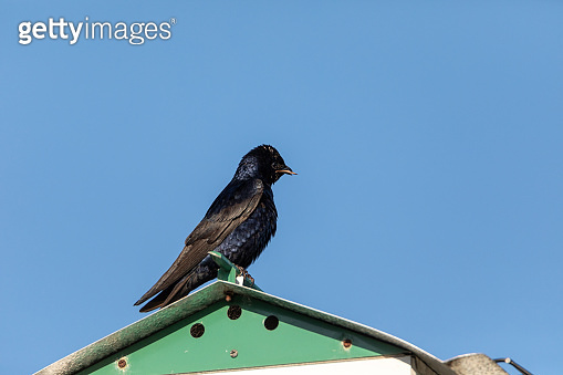 Purple martin bird Progne subis perches on a birdhouse 이미지 (1312715712 ...