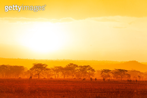 Summer yellow evening landscape with many animals 이미지 (1303392812) - 게티 ...