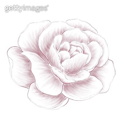 Peach rose line drawing with hatching 이미지 (1310417469) - 게티이미지뱅크