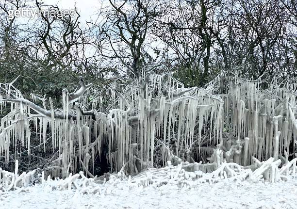 Icicles on tree branches 이미지 (1301810800) - 게티이미지뱅크