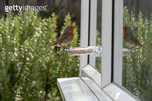 Urban wildlife as a flying robin comes into land and eat from a window ...