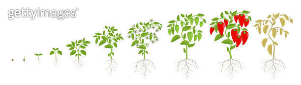 Growth stages of bell pepper plant. Capsicum annuum. Ripening period ...