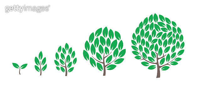 Tree growth stages. Seedling development stage infographic. Animation ...
