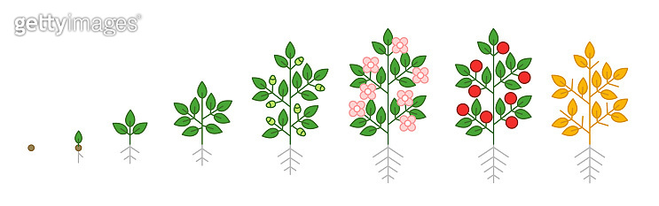 Plant growth stages. Growing period steps. Harvest animation ...