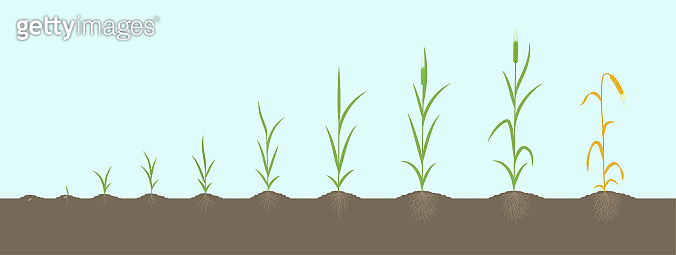 Barley growth stages. With one stem. Hordeum vulgare. Harvest ...