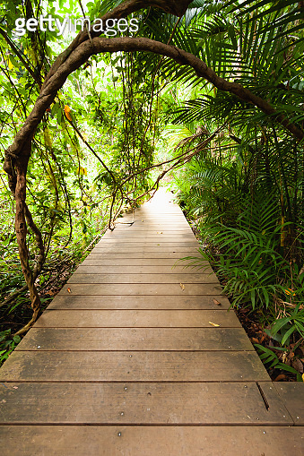 natural tree surrounding wood path in forest 이미지 (1350145325) - 게티이미지뱅크