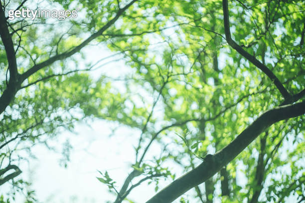 Beautiful sunshine through the fresh green trees on a mild spring day ...